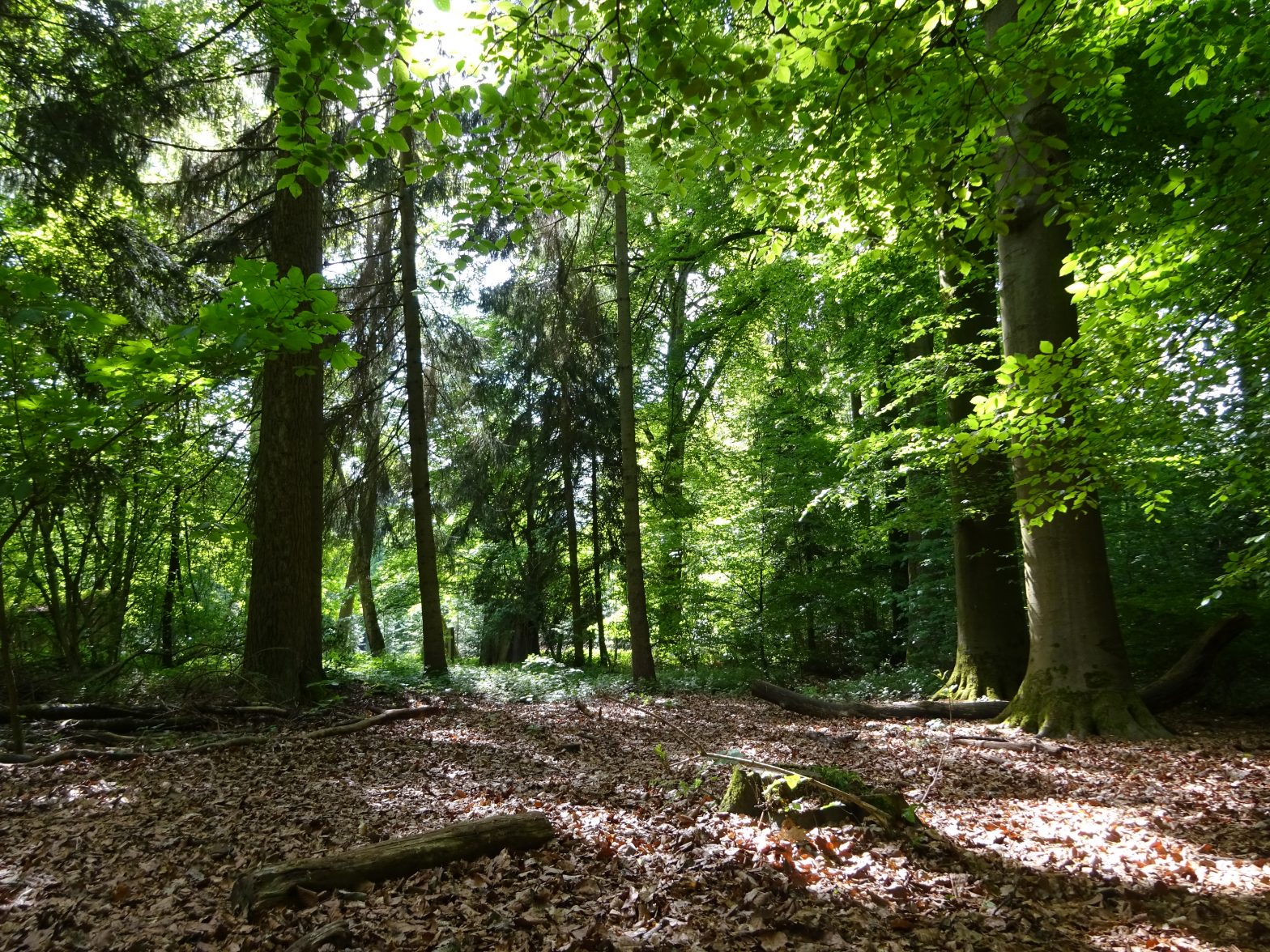 Waldwissen - Tag des Waldes