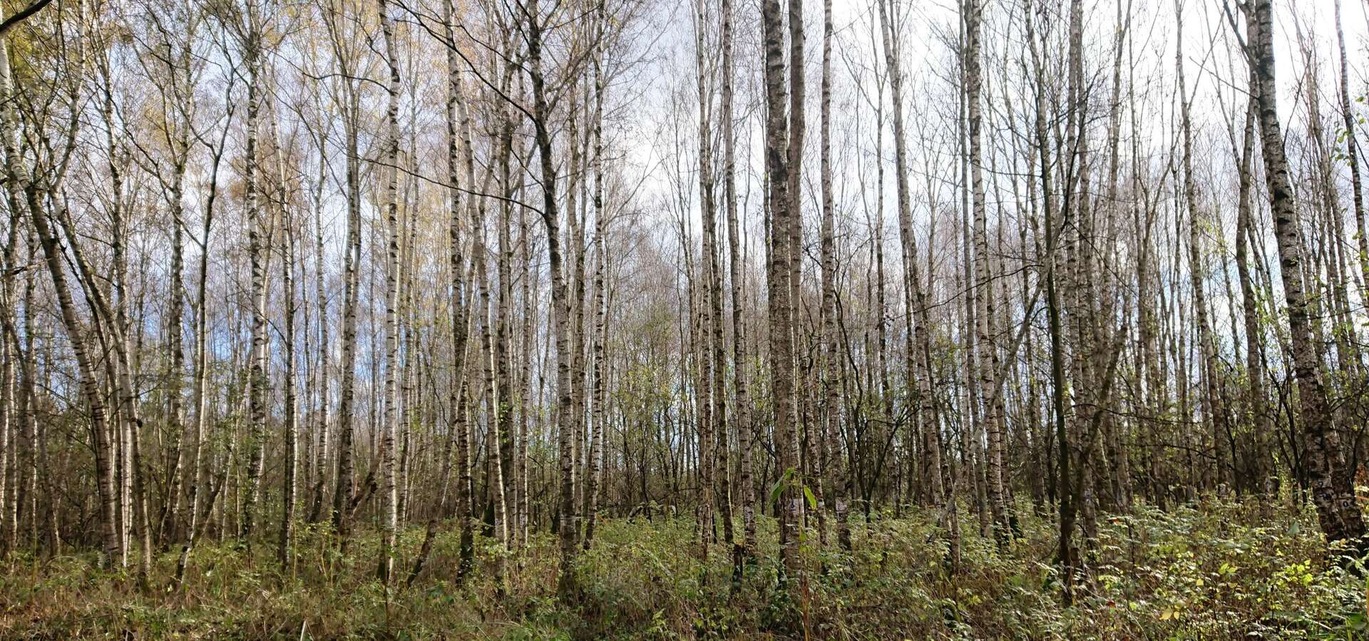 Baum des Jahres: Moor-Birke